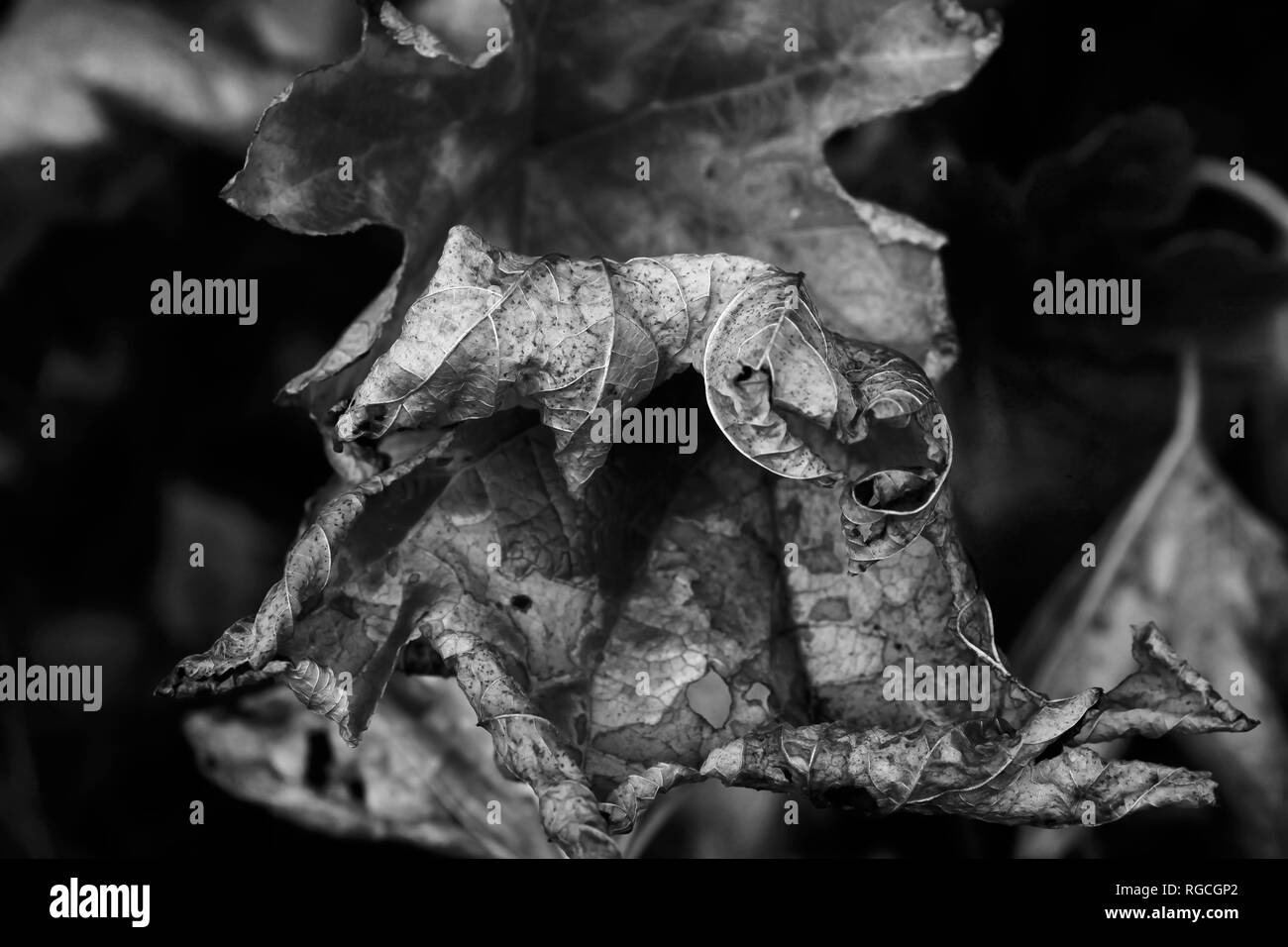 Leaves black and white Black and White Stock Photos & Images - Alamy