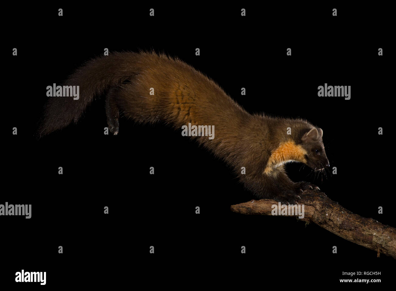 Jumping tree hi-res stock photography and images - Alamy