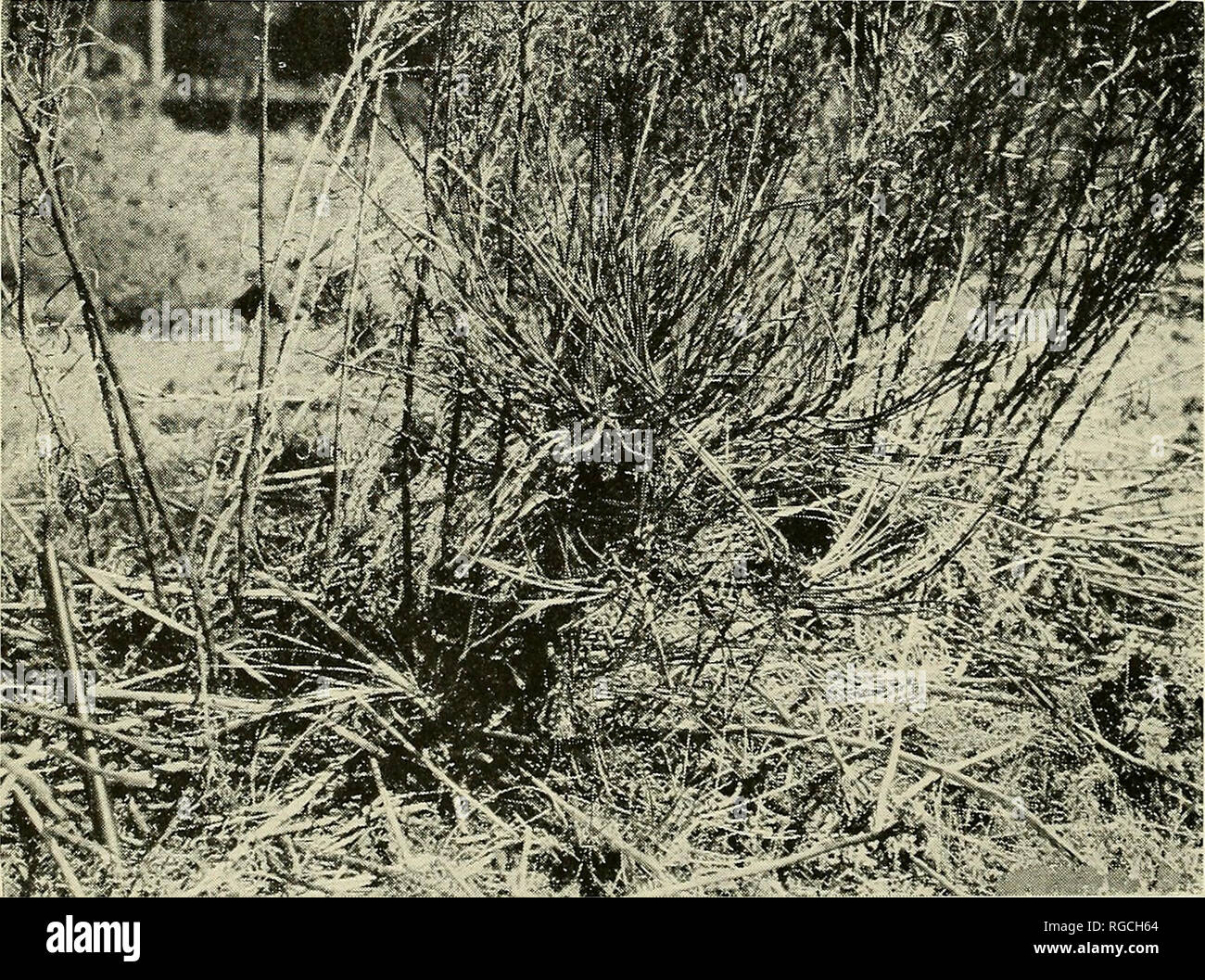 Cattle overgrazing hi-res stock photography and images - Alamy