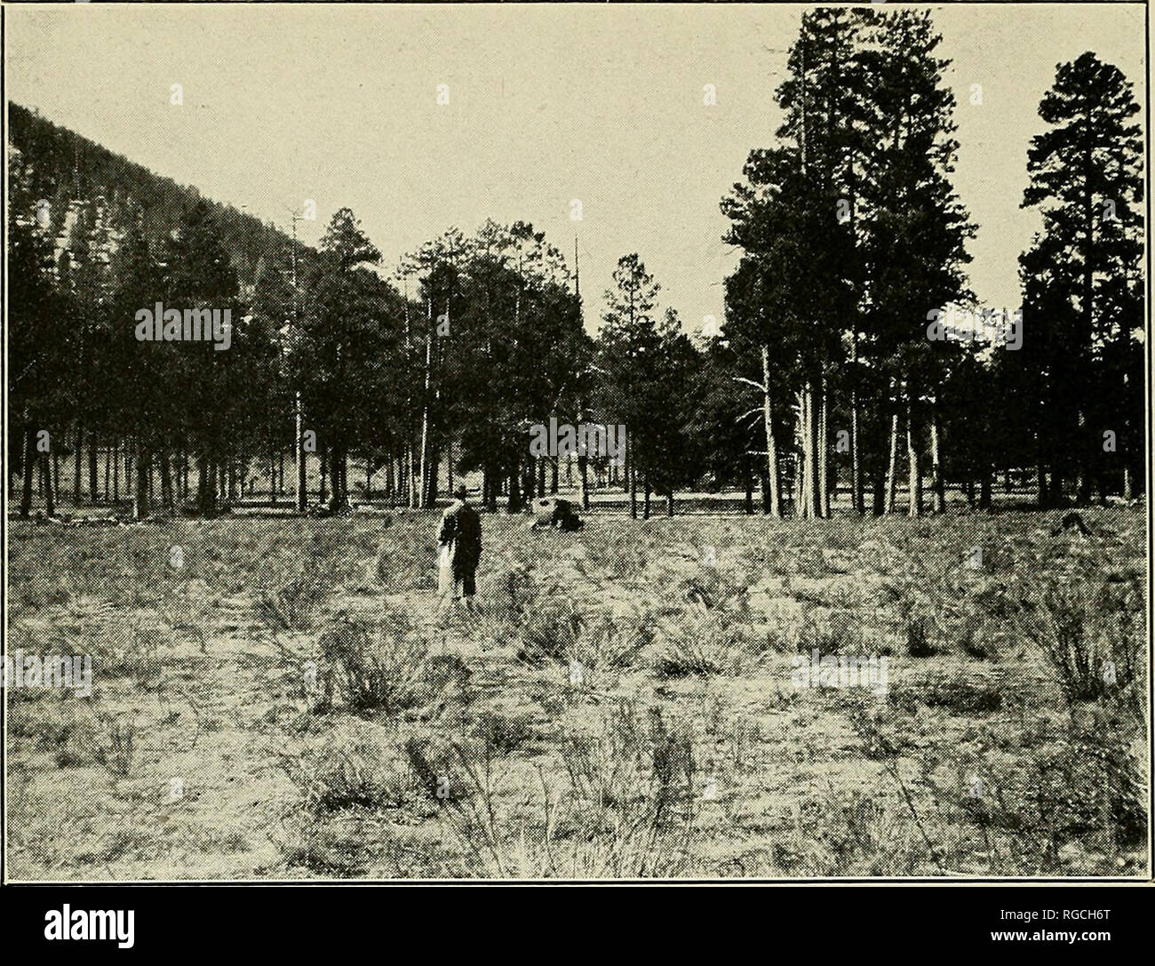 Cattle overgrazing hi-res stock photography and images - Alamy