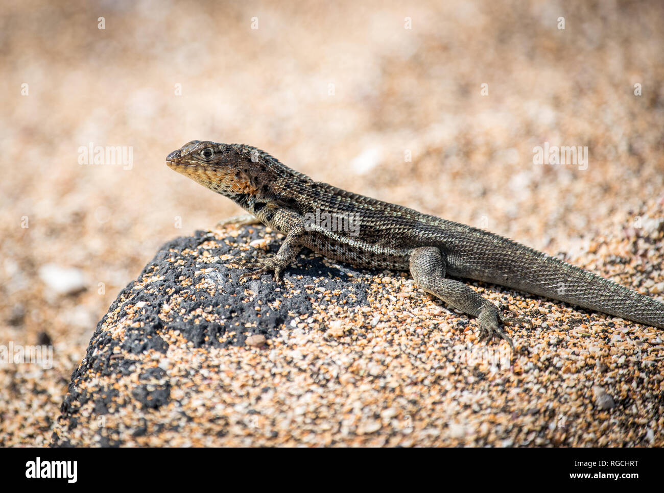 Galapagos Lava Lizard Stock Photo - Alamy