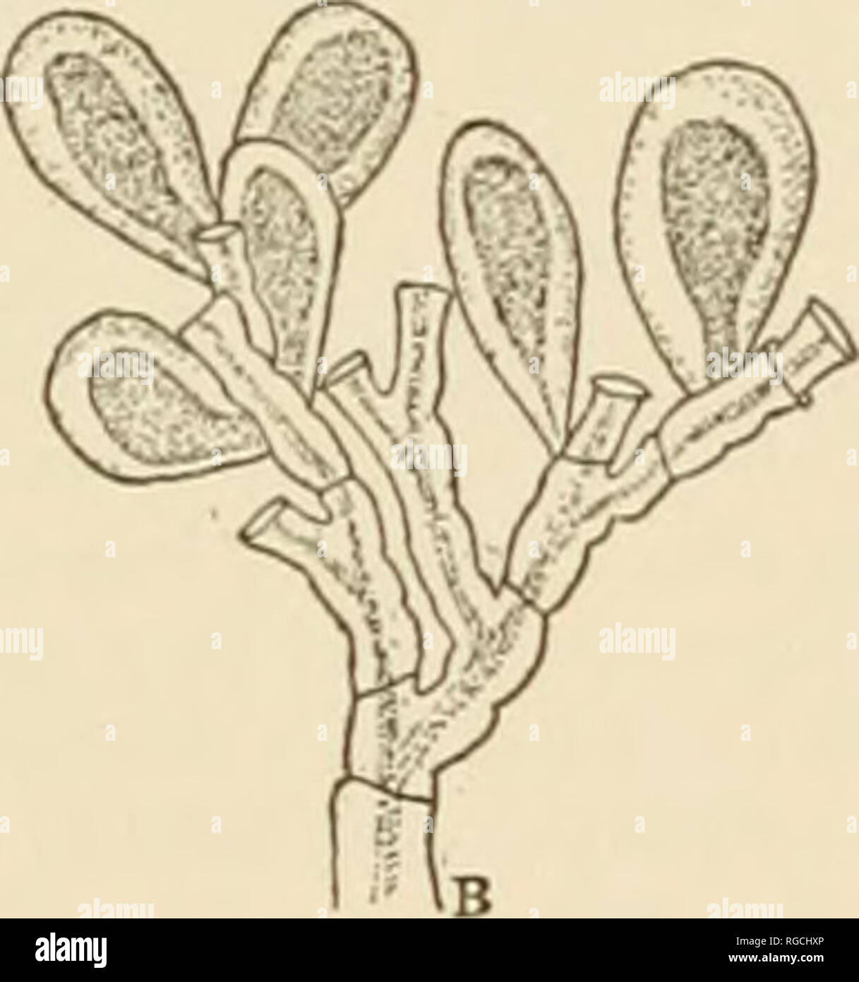 Hydrophores hi-res stock photography and images - Alamy