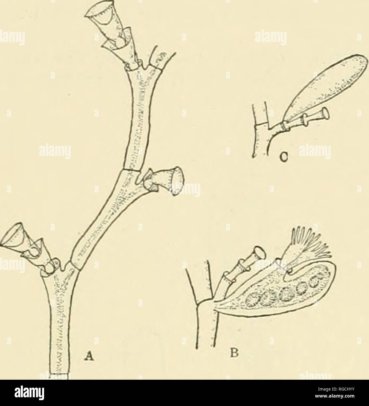 Gonosome High Resolution Stock Photography and Images - Alamy