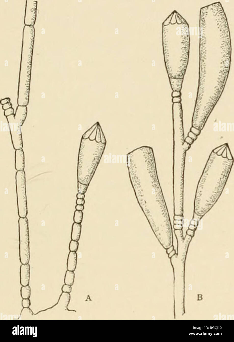 Gonozooid hi-res stock photography and images - Alamy