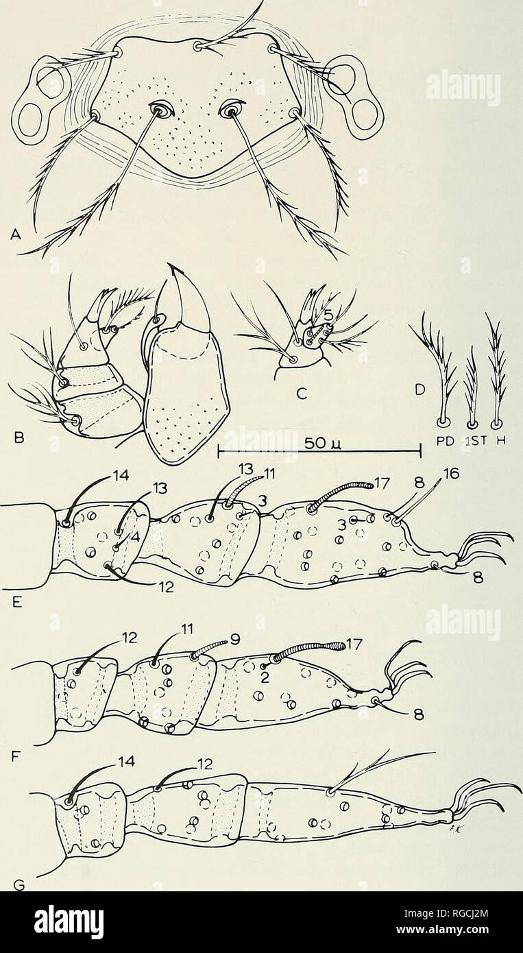 Genu F High Resolution Stock Photography and Images - Alamy