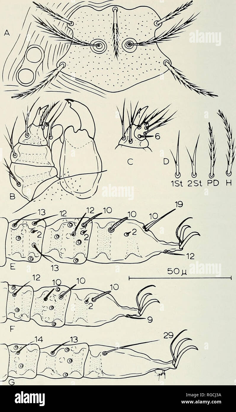 Genu F High Resolution Stock Photography and Images - Alamy