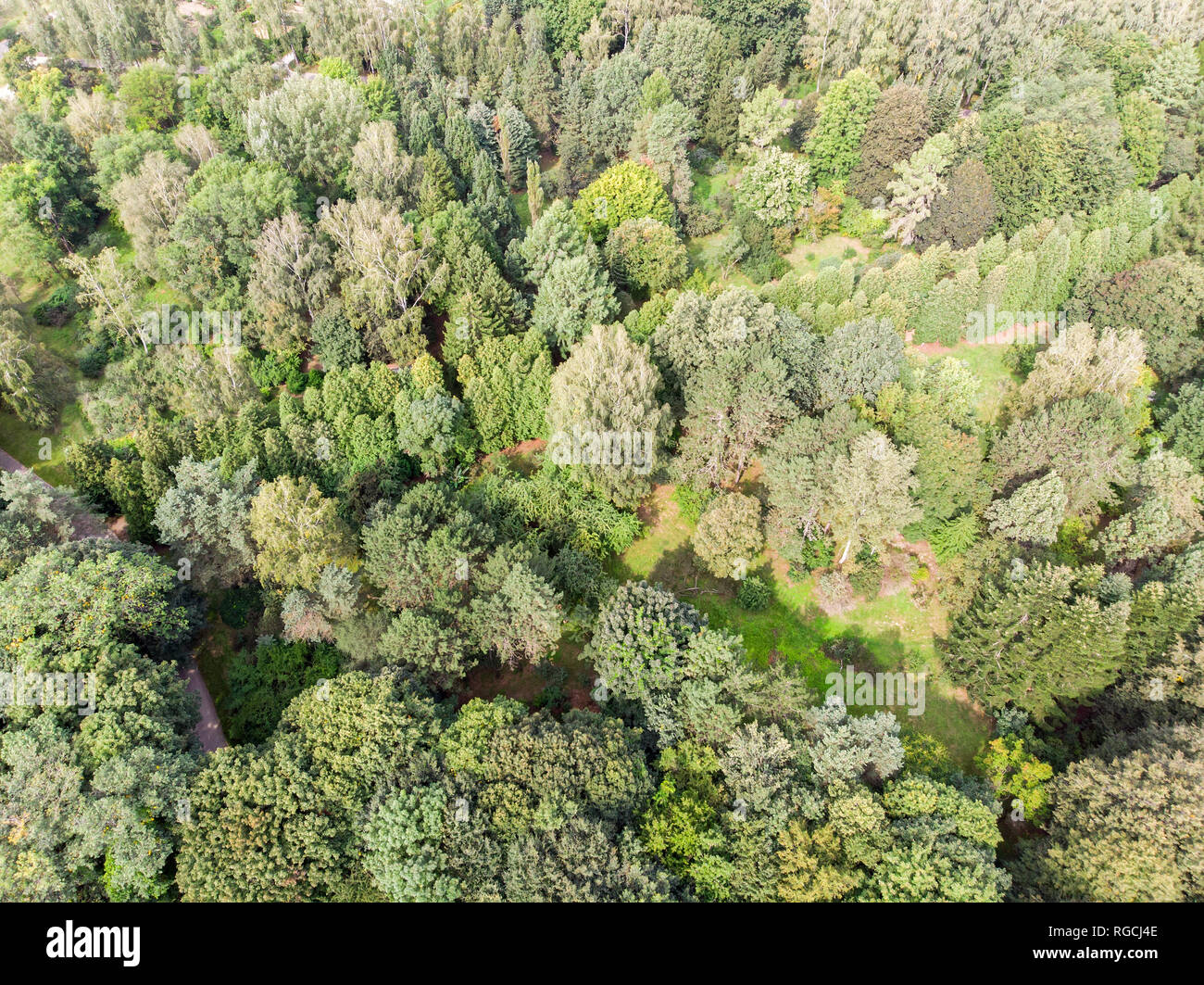 aerial view of city park. green trees from above. natural landscape ...