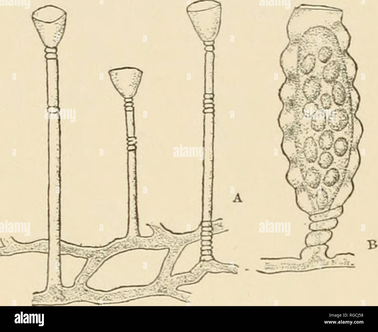 Gonangium hi-res stock photography and images - Alamy