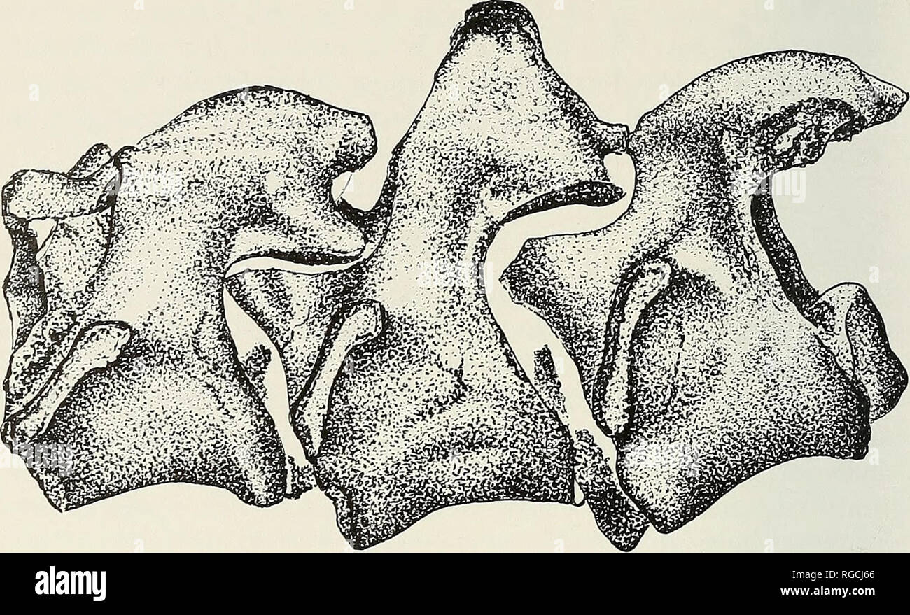 Captorhinus aguti hi-res stock photography and images - Alamy