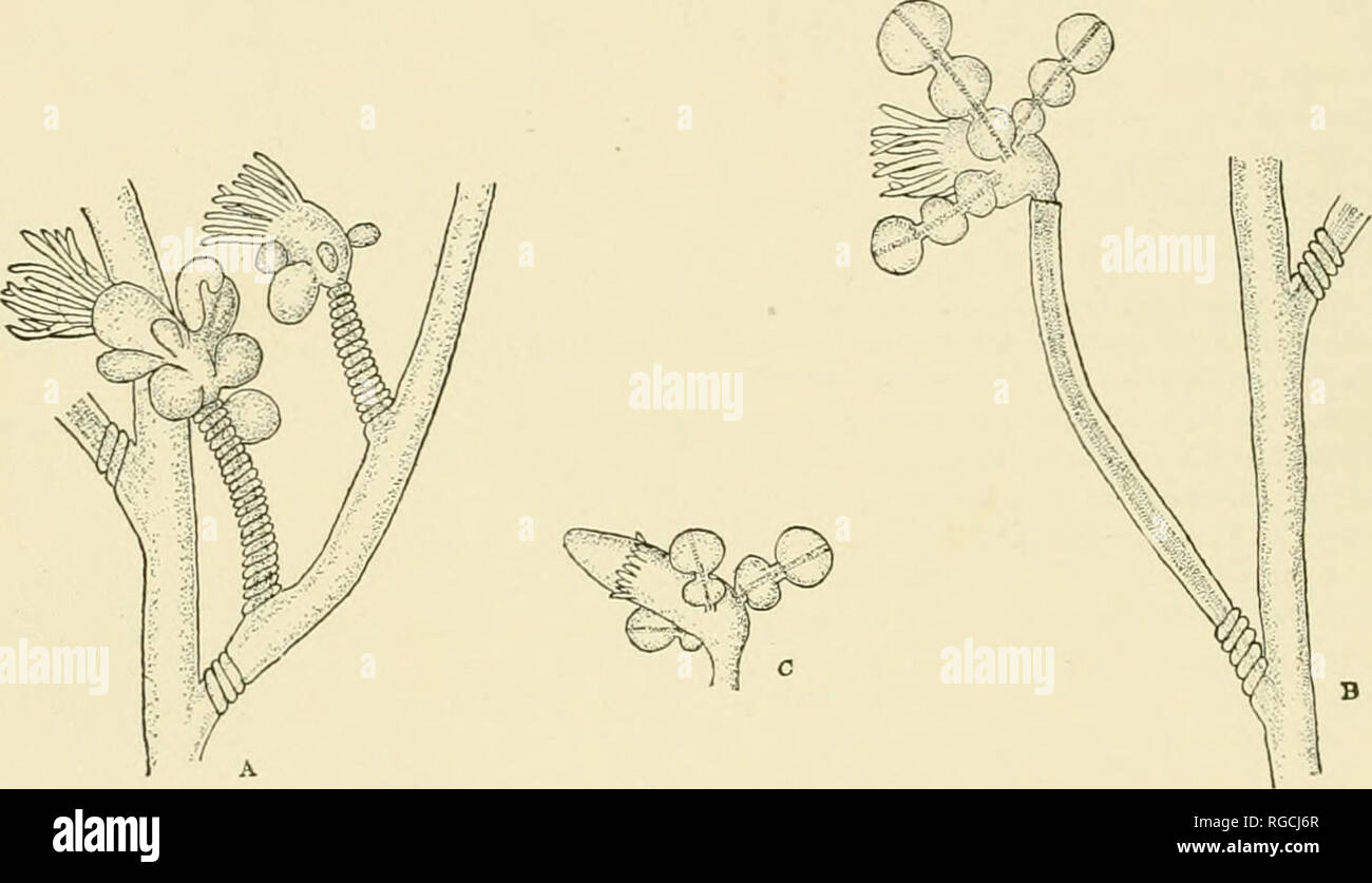 Gonosome hi-res stock photography and images - Alamy