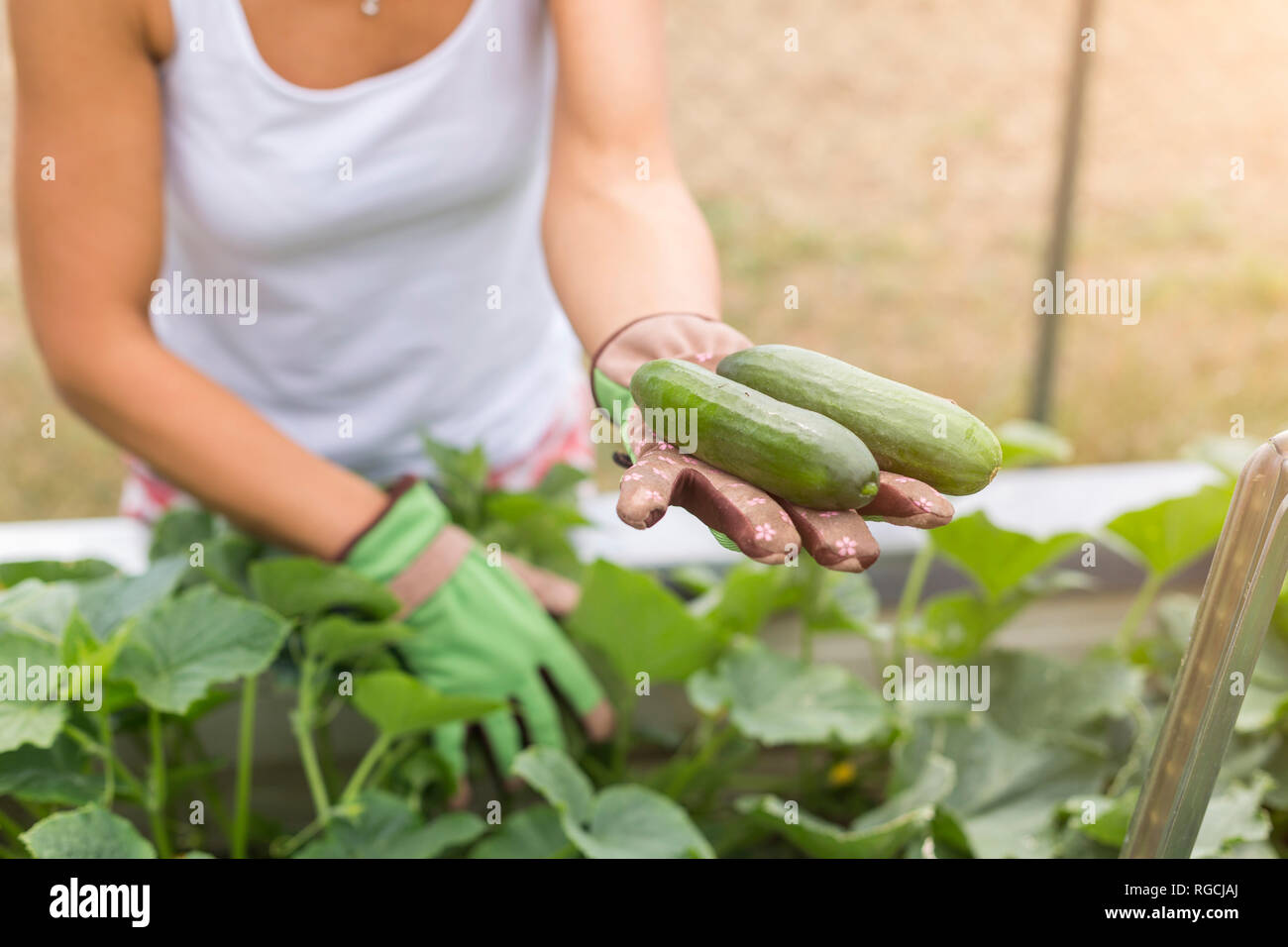 Woman caring growing cucumbers hi-res stock photography and images - Alamy