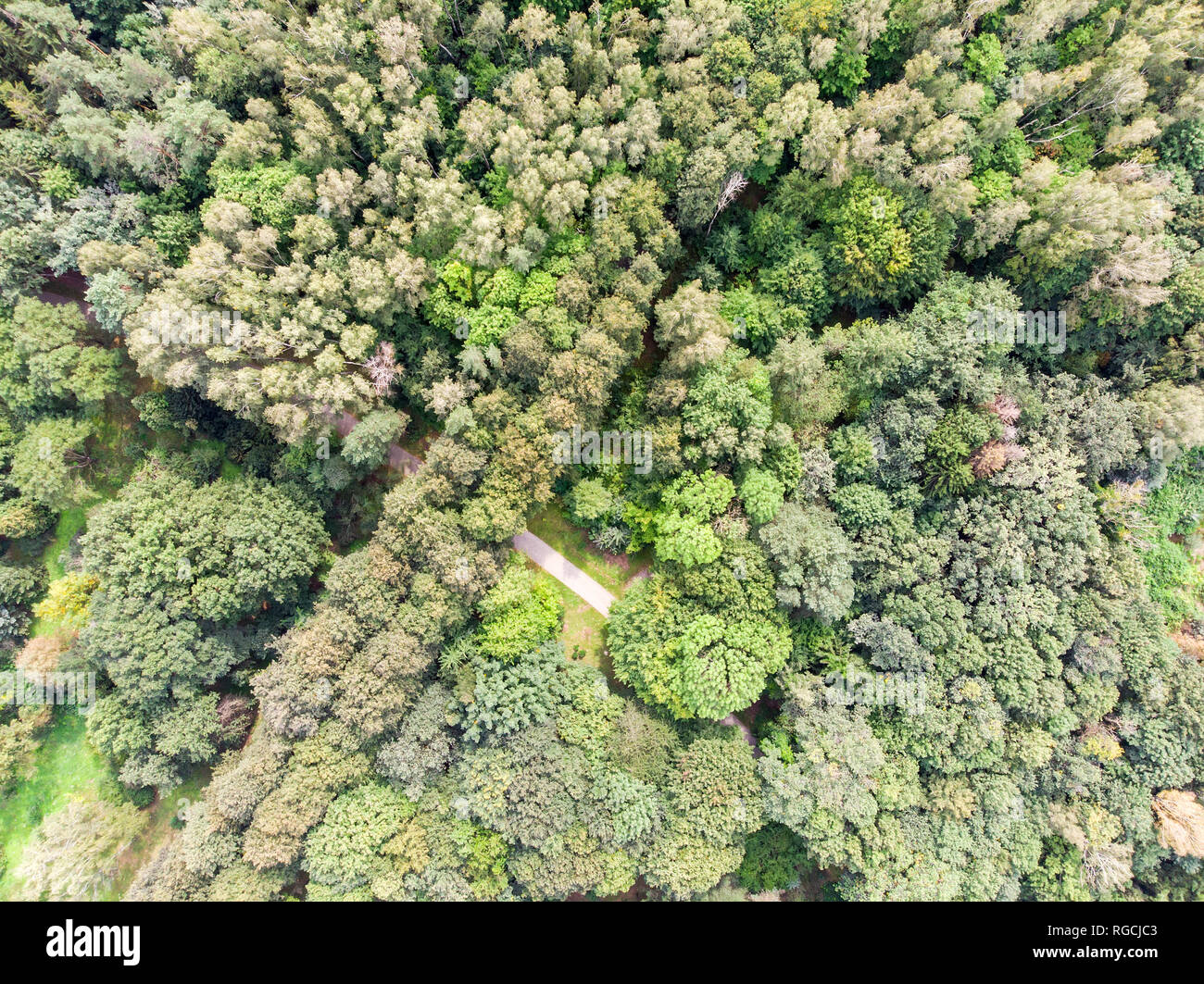 park landscape scene with high bushy trees and walking paths, aerial ...