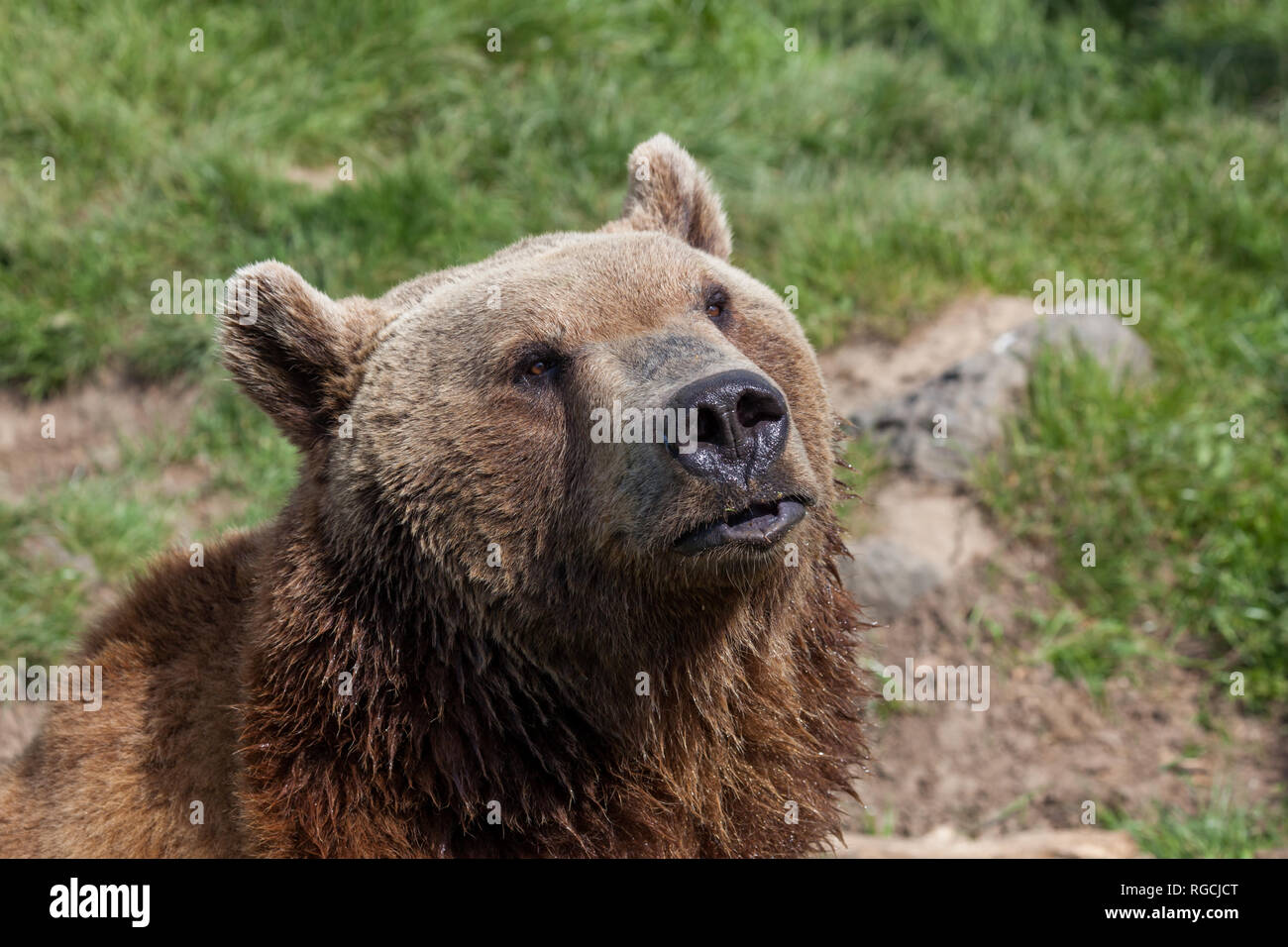 Pouty lips hi-res stock photography and images - Alamy