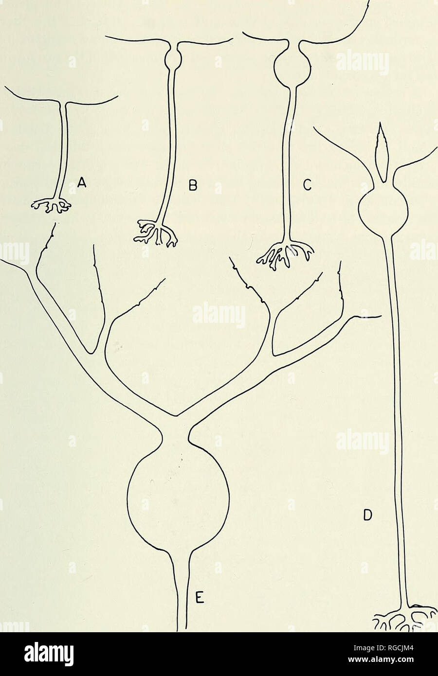 77 2 90 2 cm hi-res stock photography and images - Alamy