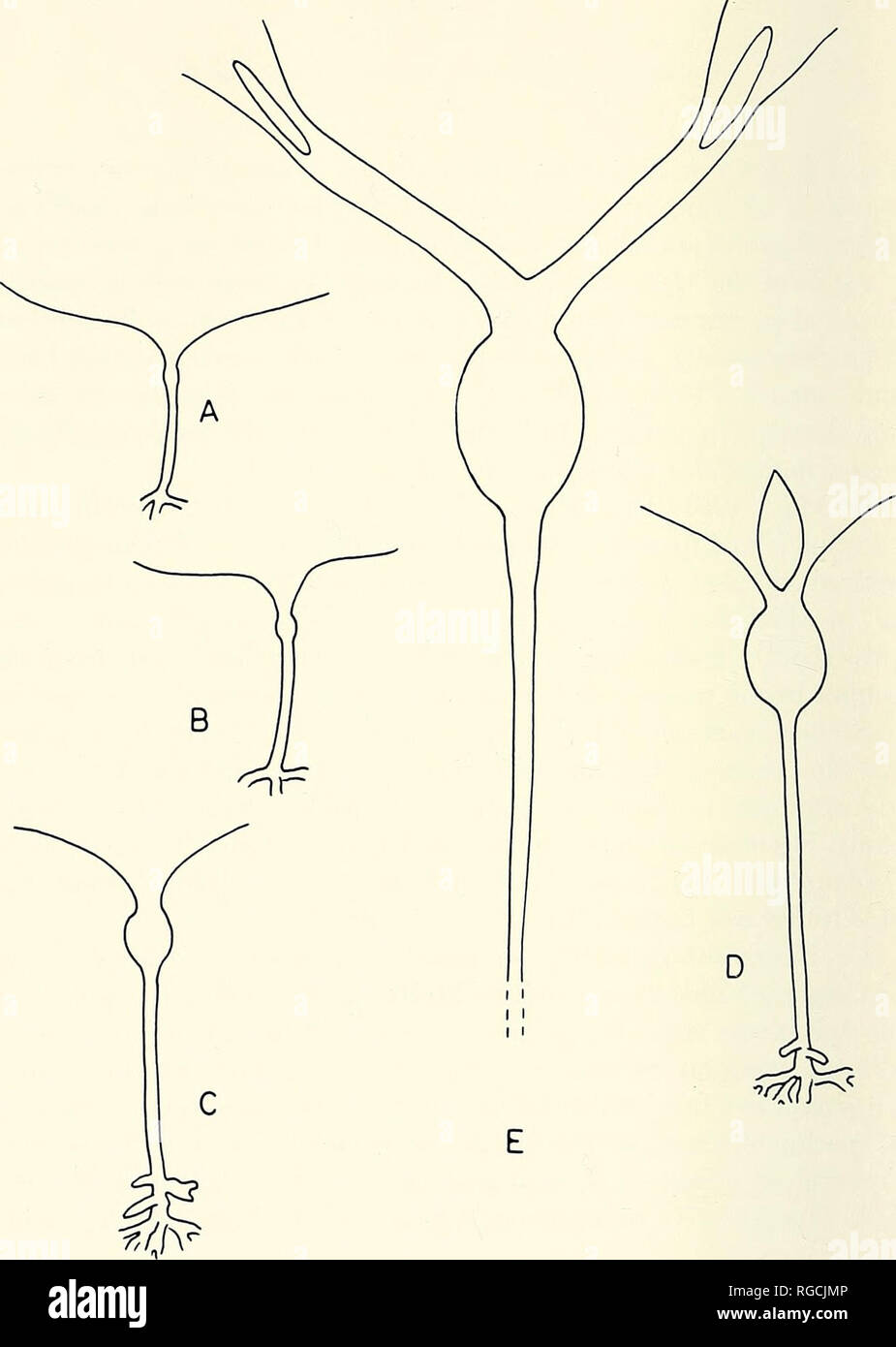 47 3 x 61 cm hi-res stock photography and images - Alamy