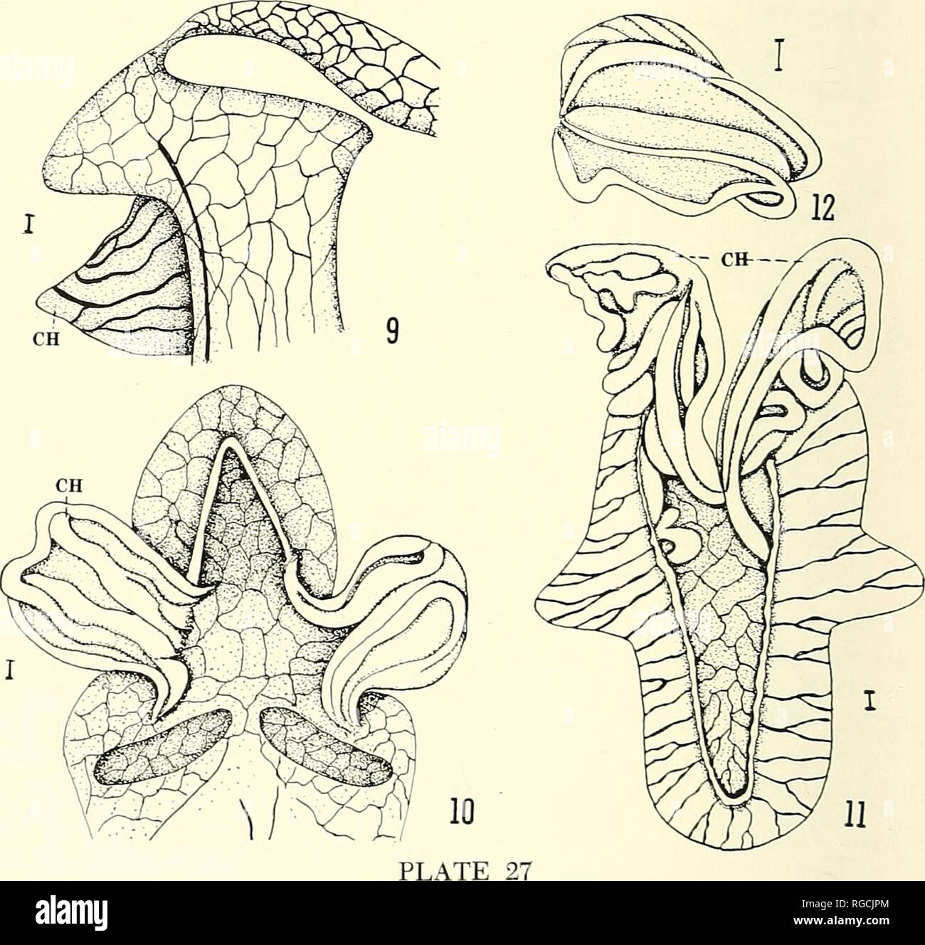 Cephalic extensions hi-res stock photography and images - Alamy