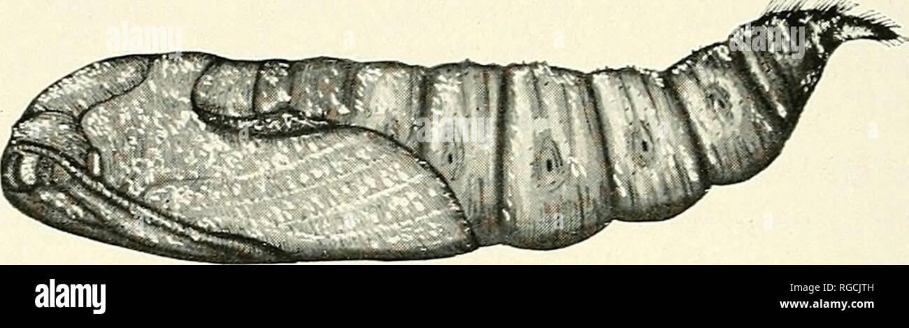 Burrow cross section hi-res stock photography and images - Alamy