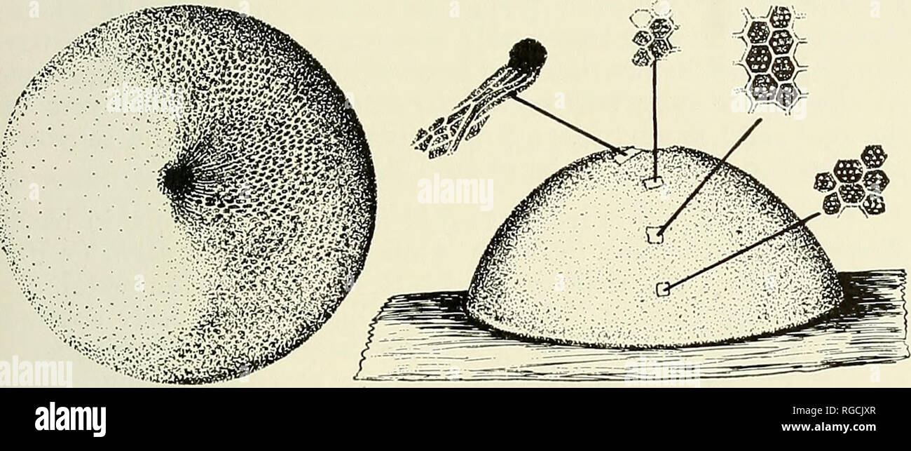 Chorionic plate hi-res stock photography and images - Alamy