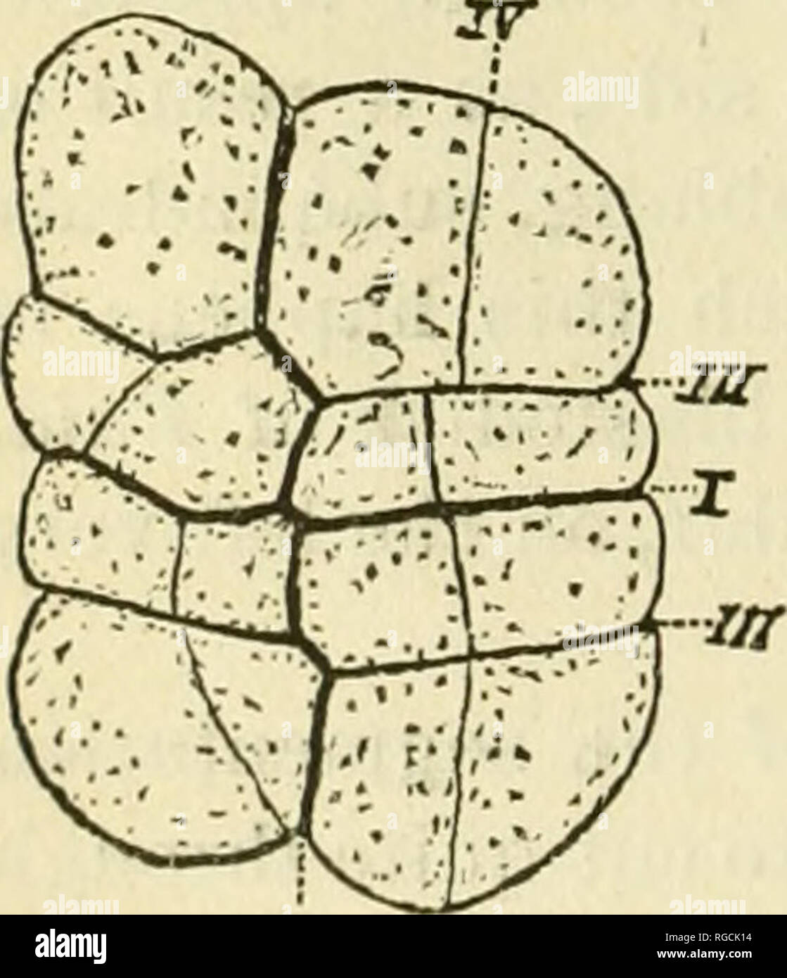 Even cleavage hi-res stock photography and images - Alamy