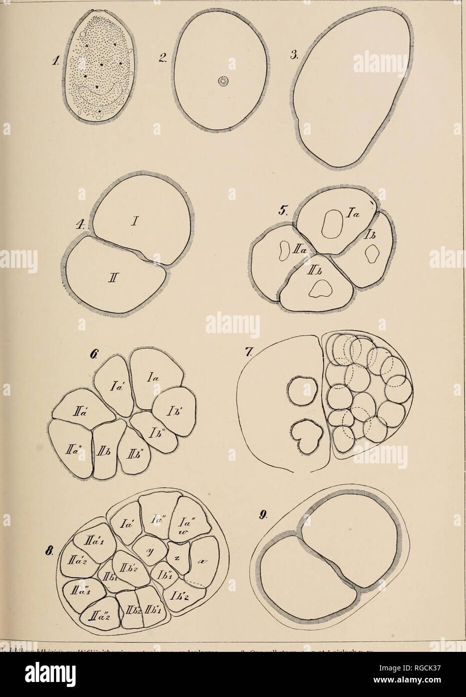 Pigment cell fish hi-res stock photography and images - Alamy