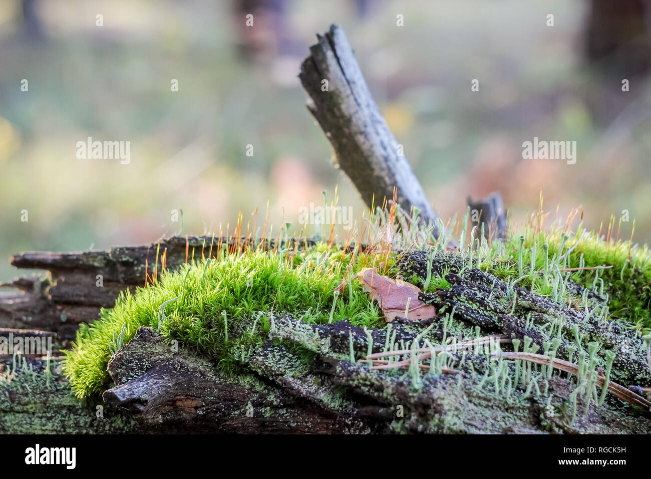 Natural still life in a spring forest with different types of moss and ...