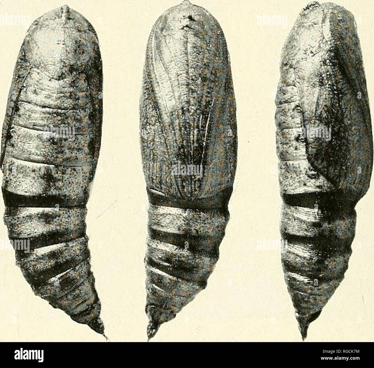 Cremasteric hi-res stock photography and images - Alamy