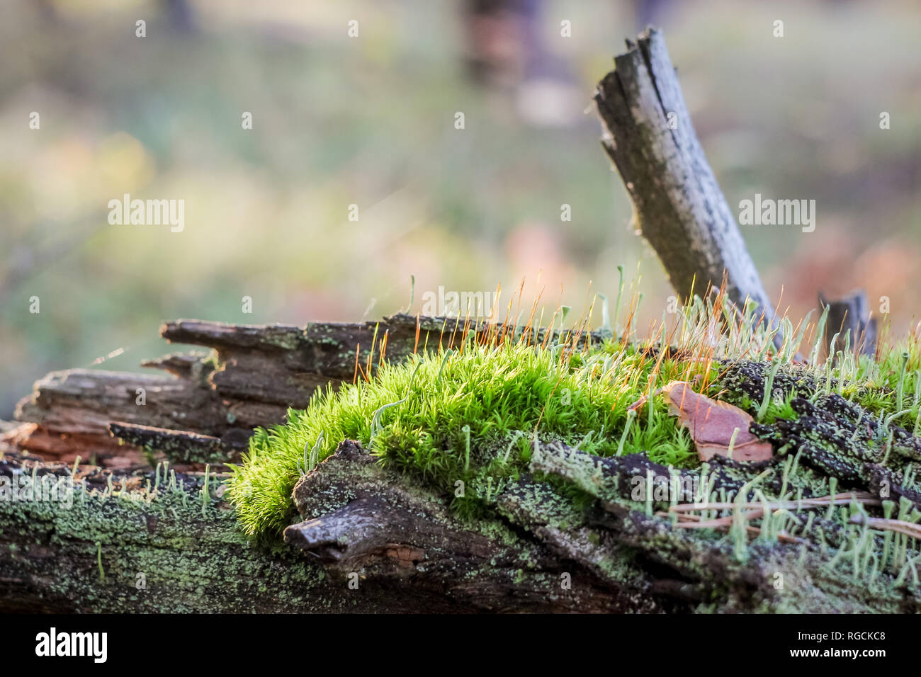 Natural still life in a spring forest with different types of moss and ...