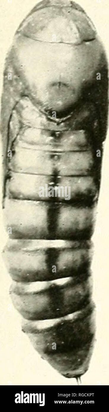 Stigmata palm hi-res stock photography and images - Alamy