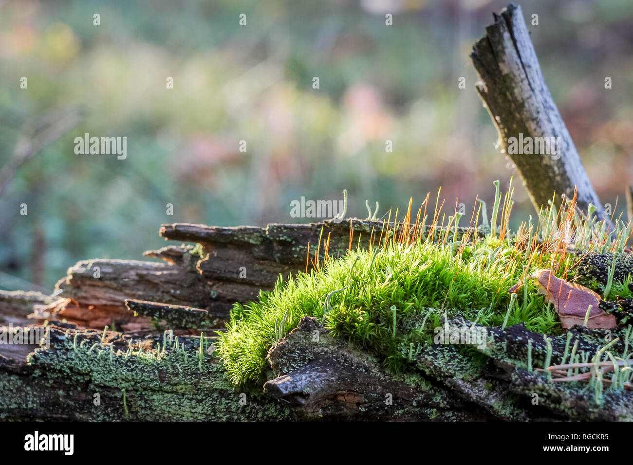 Natural still life in a spring forest with different types of moss and ...