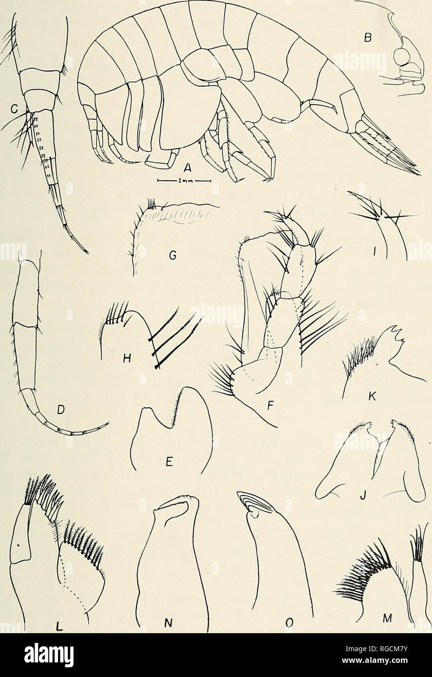 Distorted lip hi-res stock photography and images - Alamy