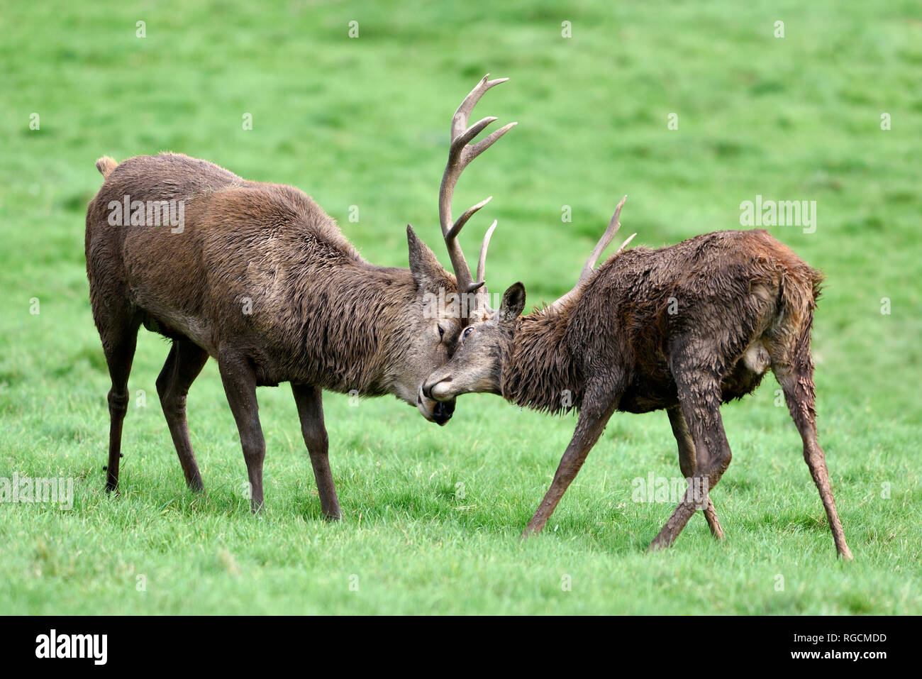 Red deer fighting hi-res stock photography and images - Alamy