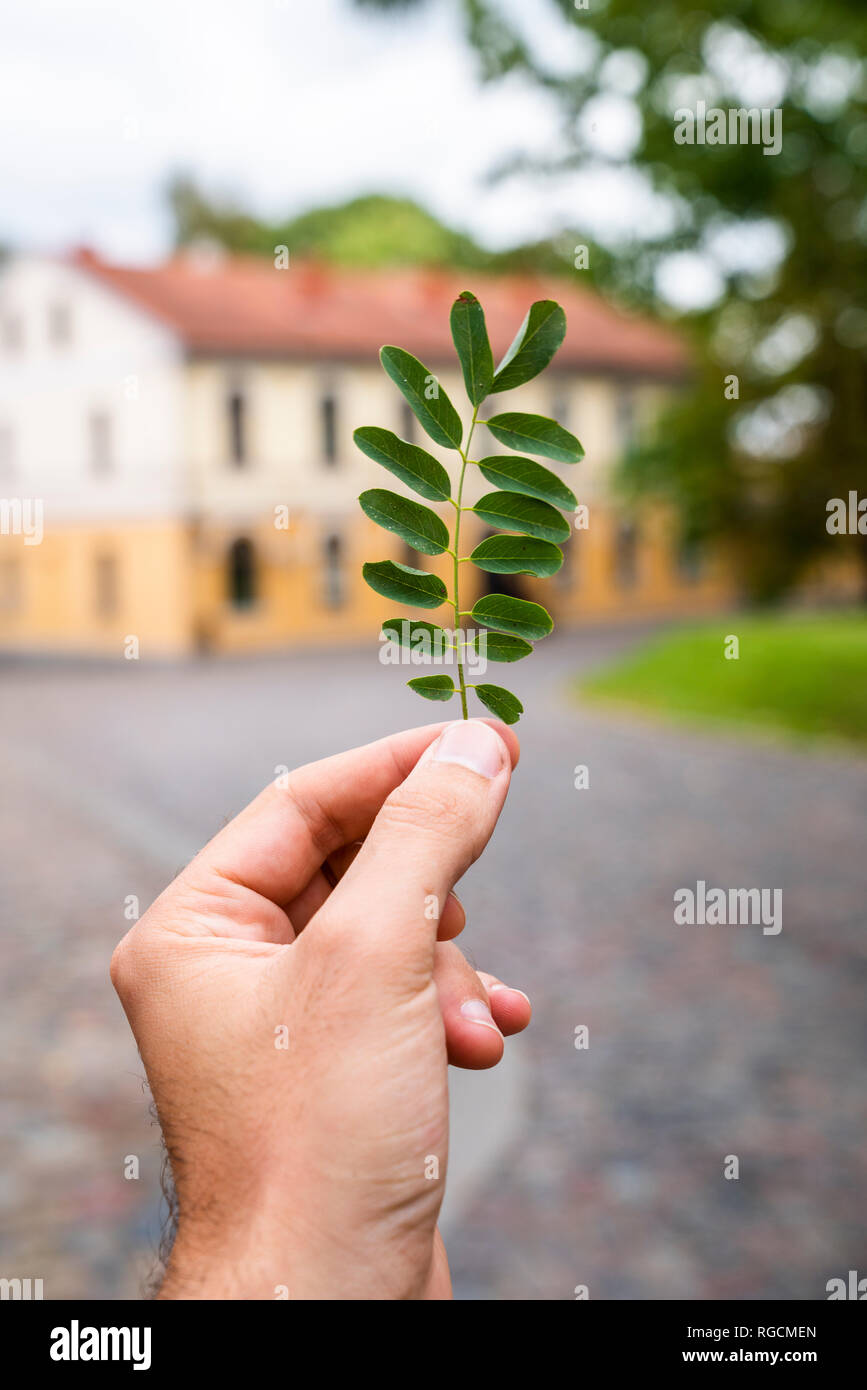 Hand holding leaf of a common locust tree Stock Photo - Alamy