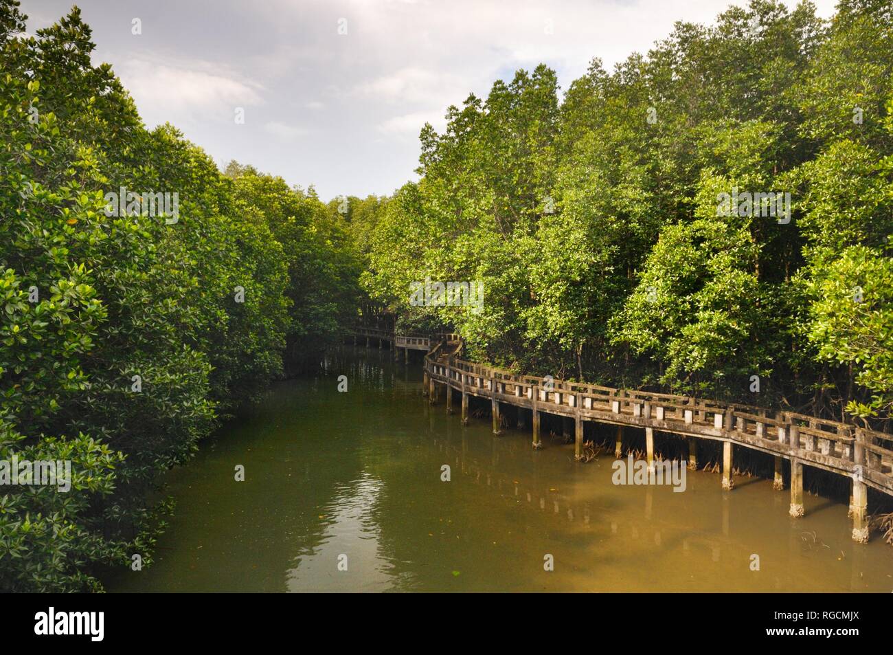 Concrete walkway in mangrove forest on tropical Koh Chang island in ...