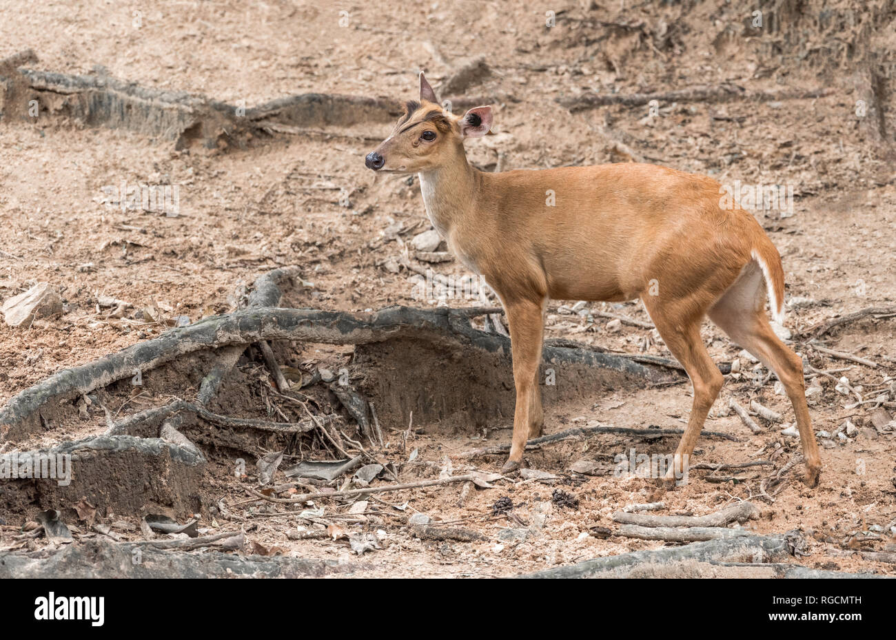 Antelope walking on the ground Stock Photo - Alamy