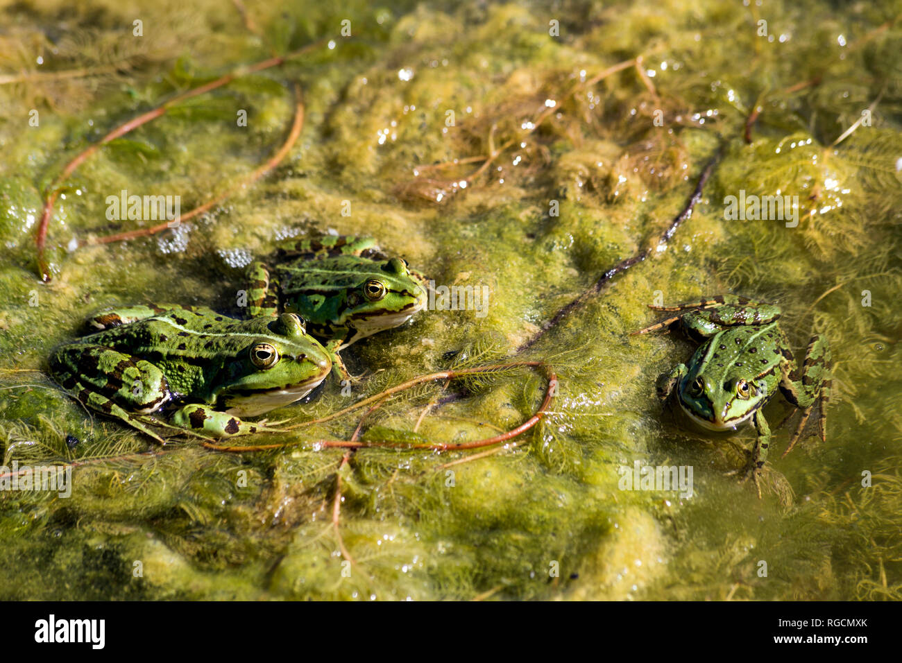 Pool frogs hi-res stock photography and images - Alamy
