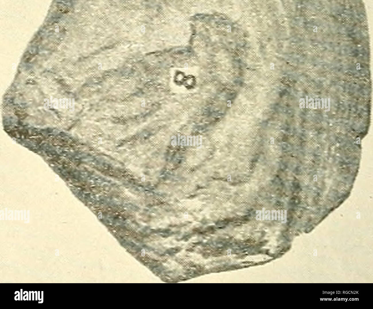 Pliocene fossils hi-res stock photography and images - Alamy