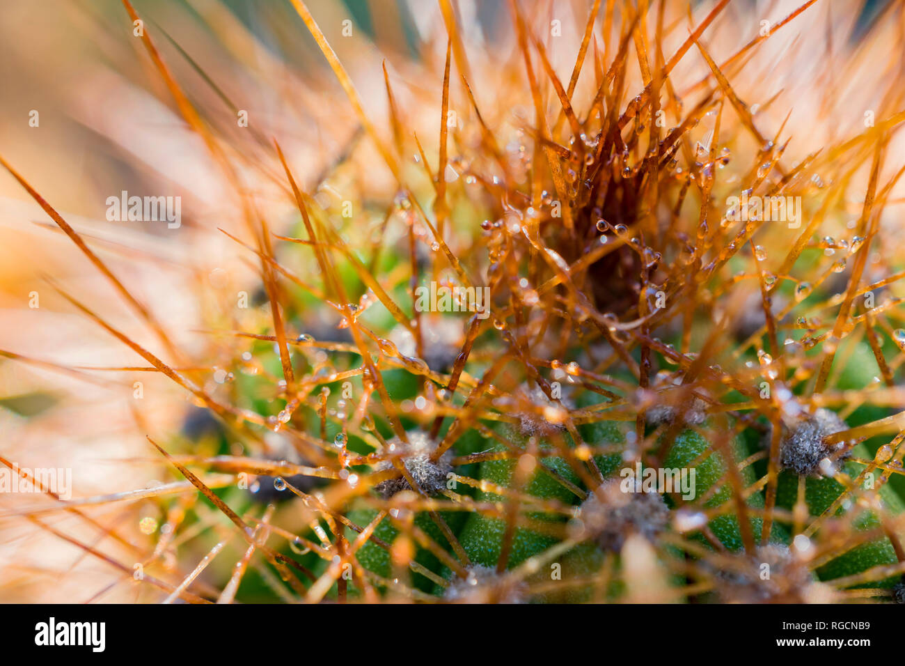 Cactus sting hi-res stock photography and images - Alamy