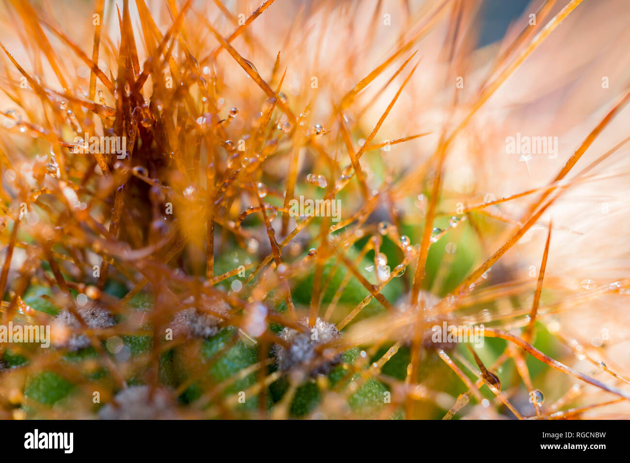 Cactus sting hi-res stock photography and images - Alamy