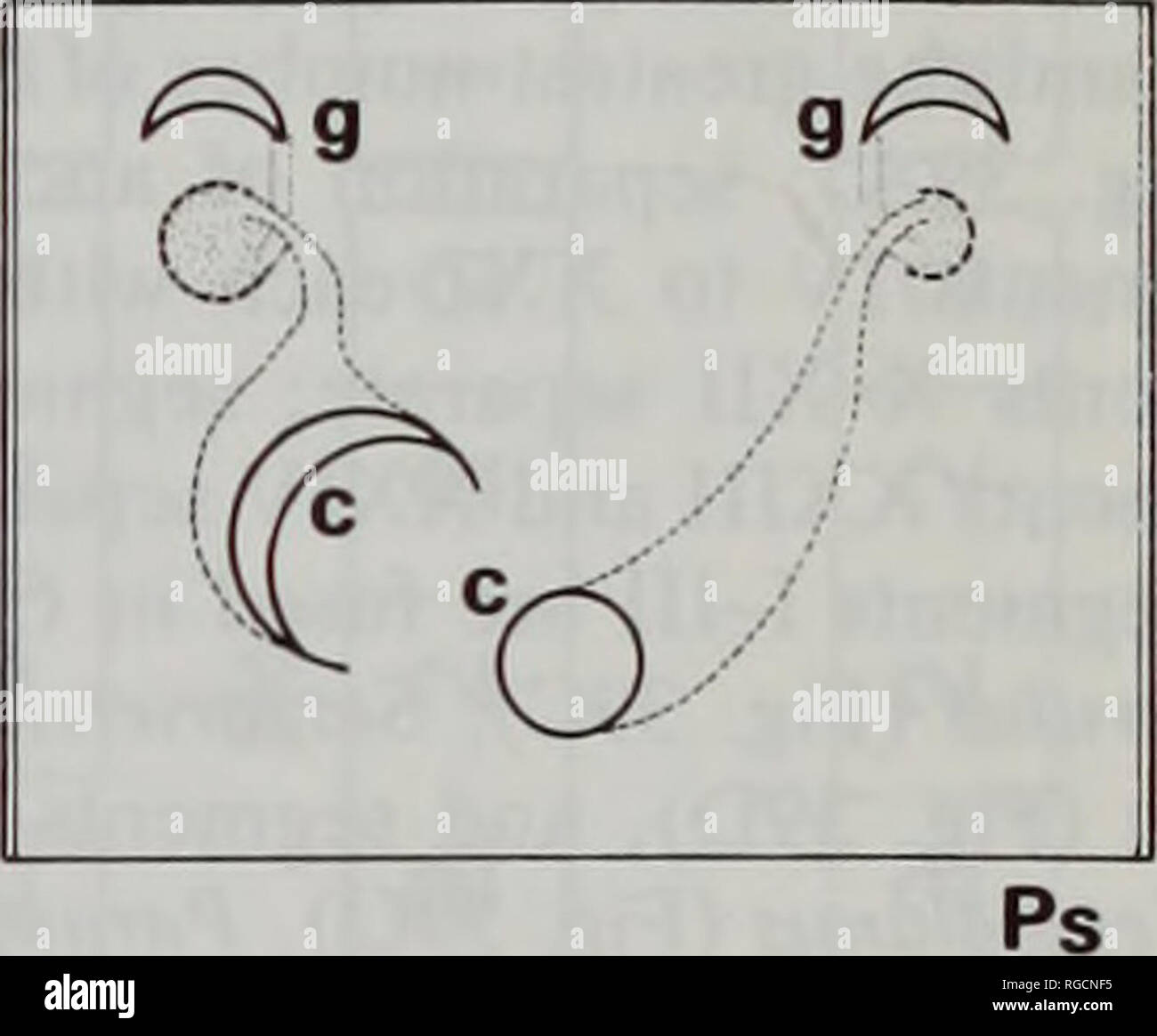 . Bulletin of the Natural History Museum Zoology. M2 ! seminal ...