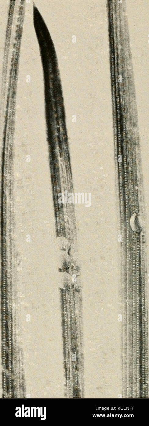 Prothoracic shield hi-res stock photography and images - Alamy