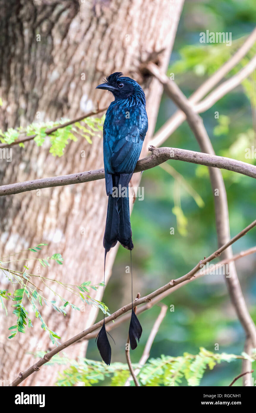 Beautiful of Black Bird, Greater Racket-tailed Drongo Stock Photo - Alamy