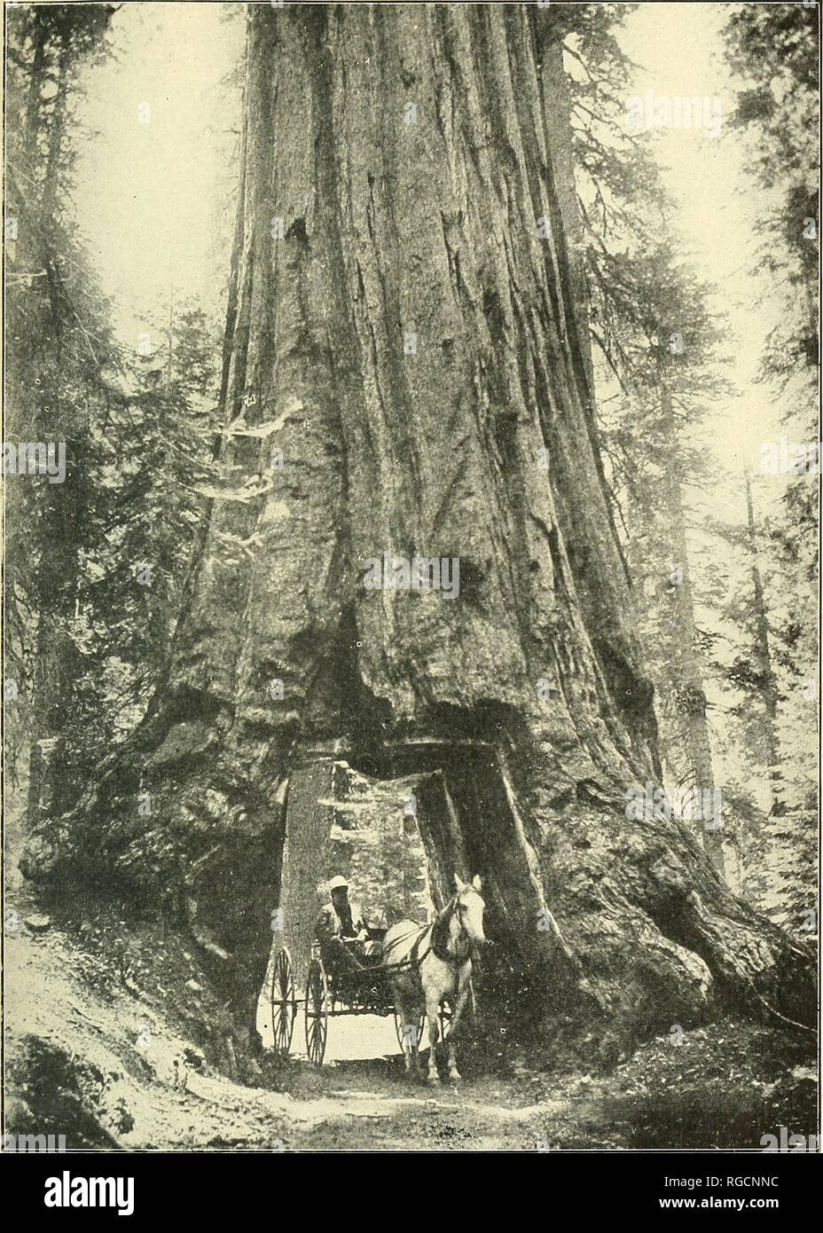 Fluted trunk hi-res stock photography and images - Alamy