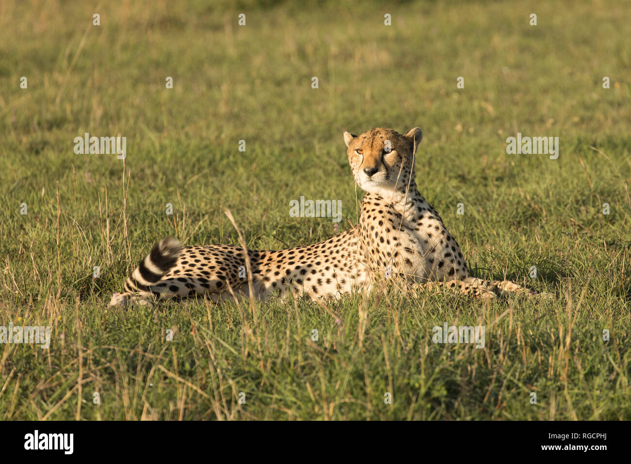 Cheetah sitting in grass on the savanna Stock Photo - Alamy