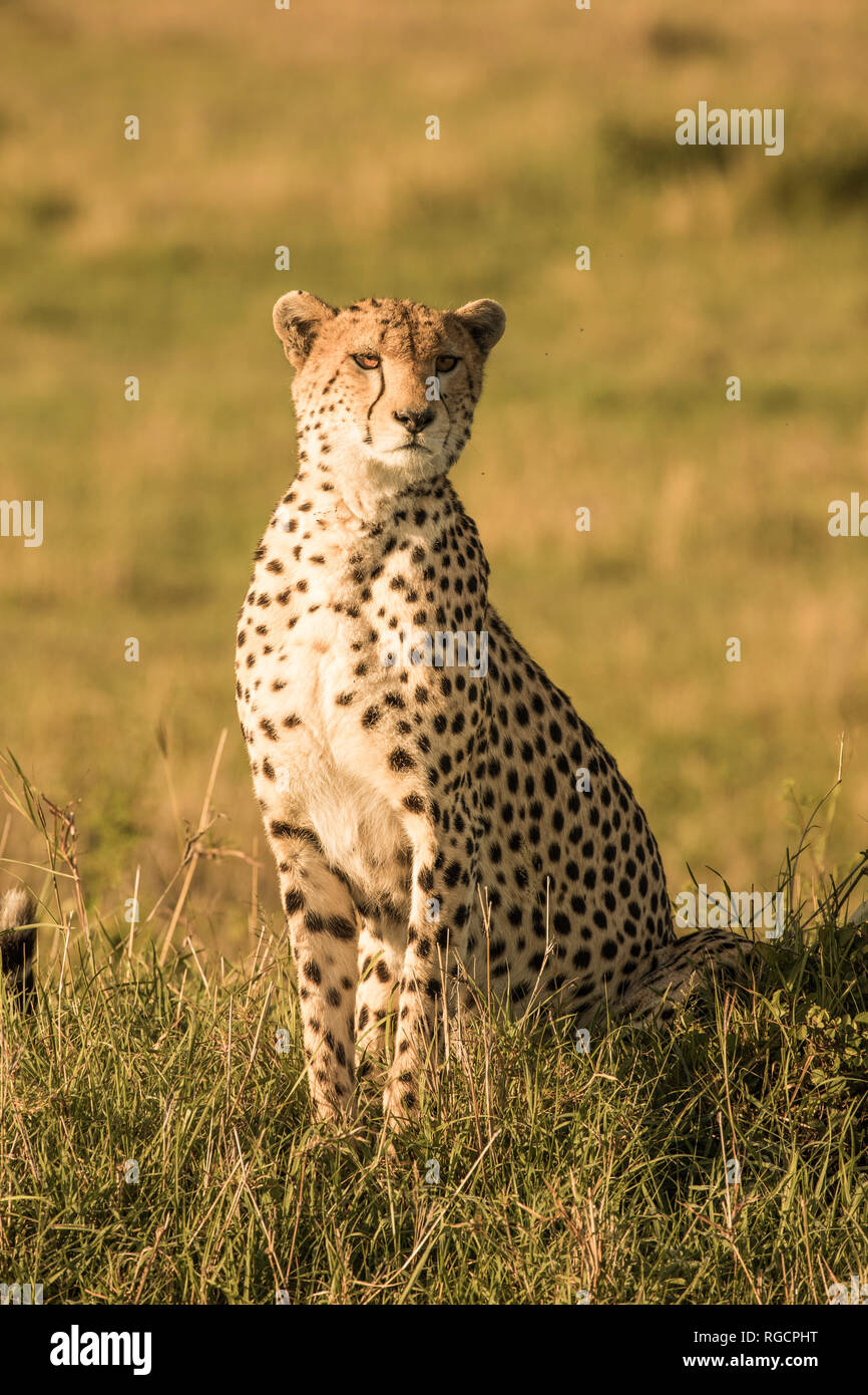 Cheetah sitting looking hi-res stock photography and images - Alamy