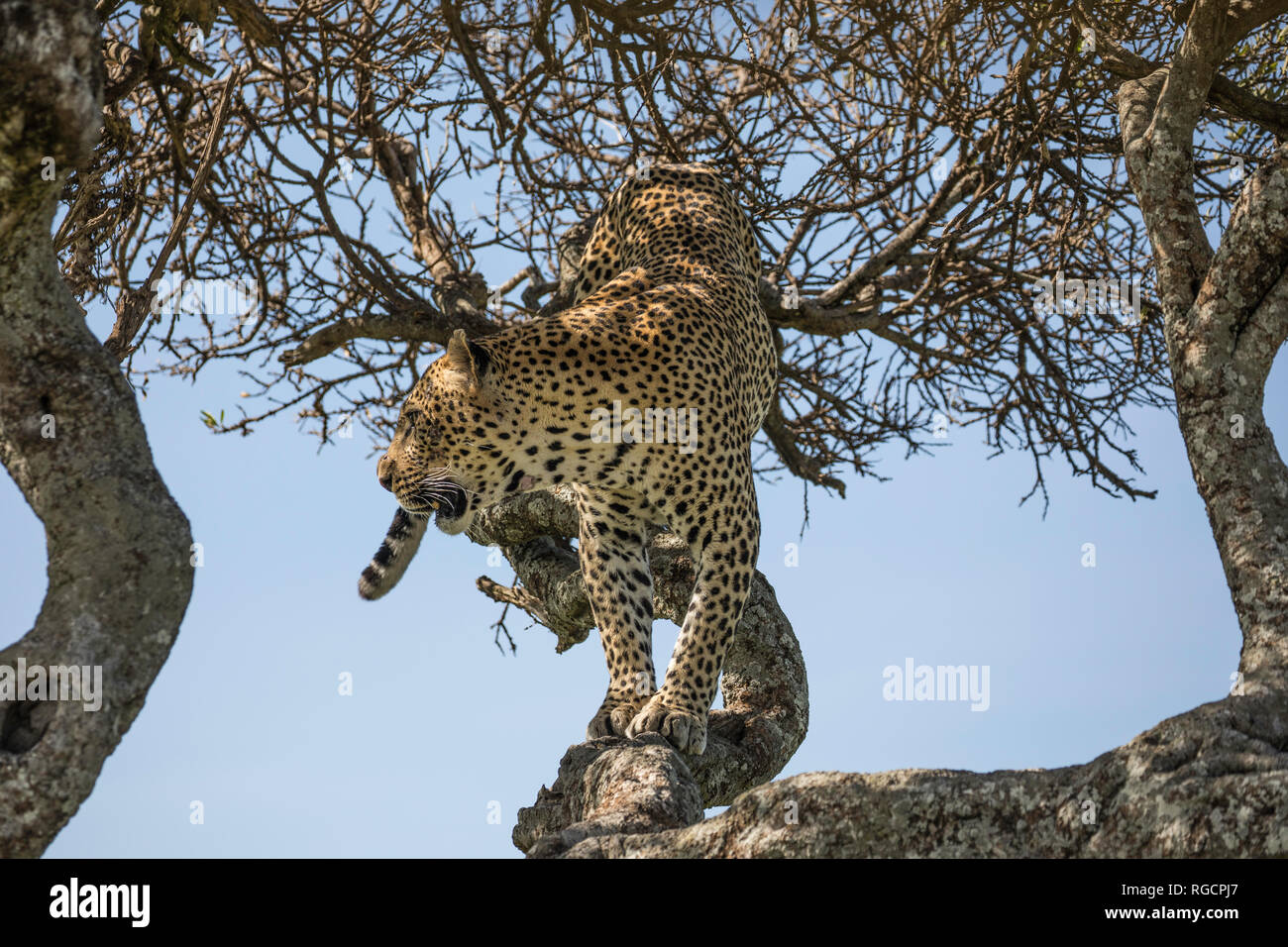 Big cat in a tree hi-res stock photography and images - Alamy