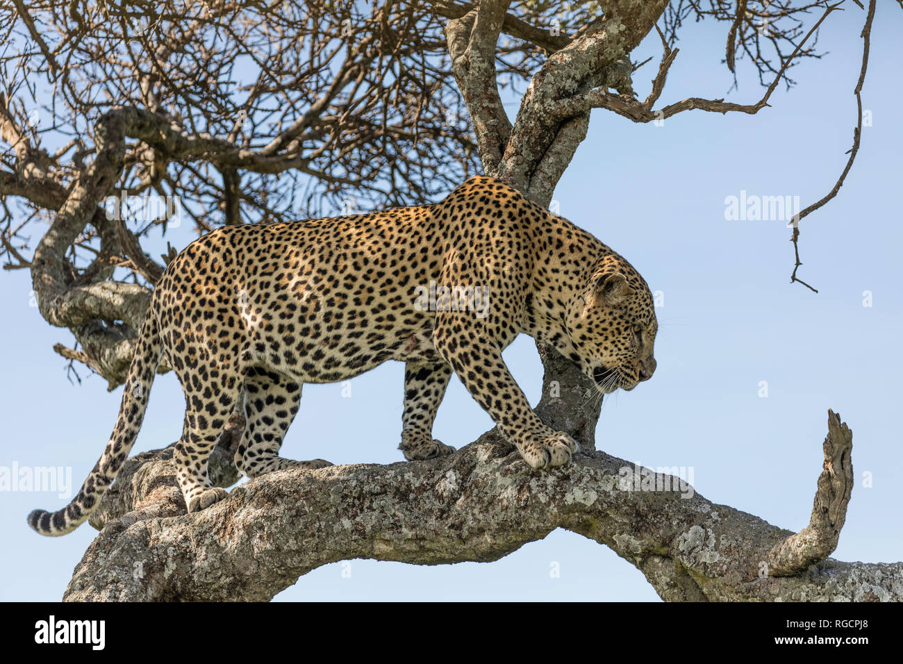 Leopard walking in tree hi-res stock photography and images - Alamy