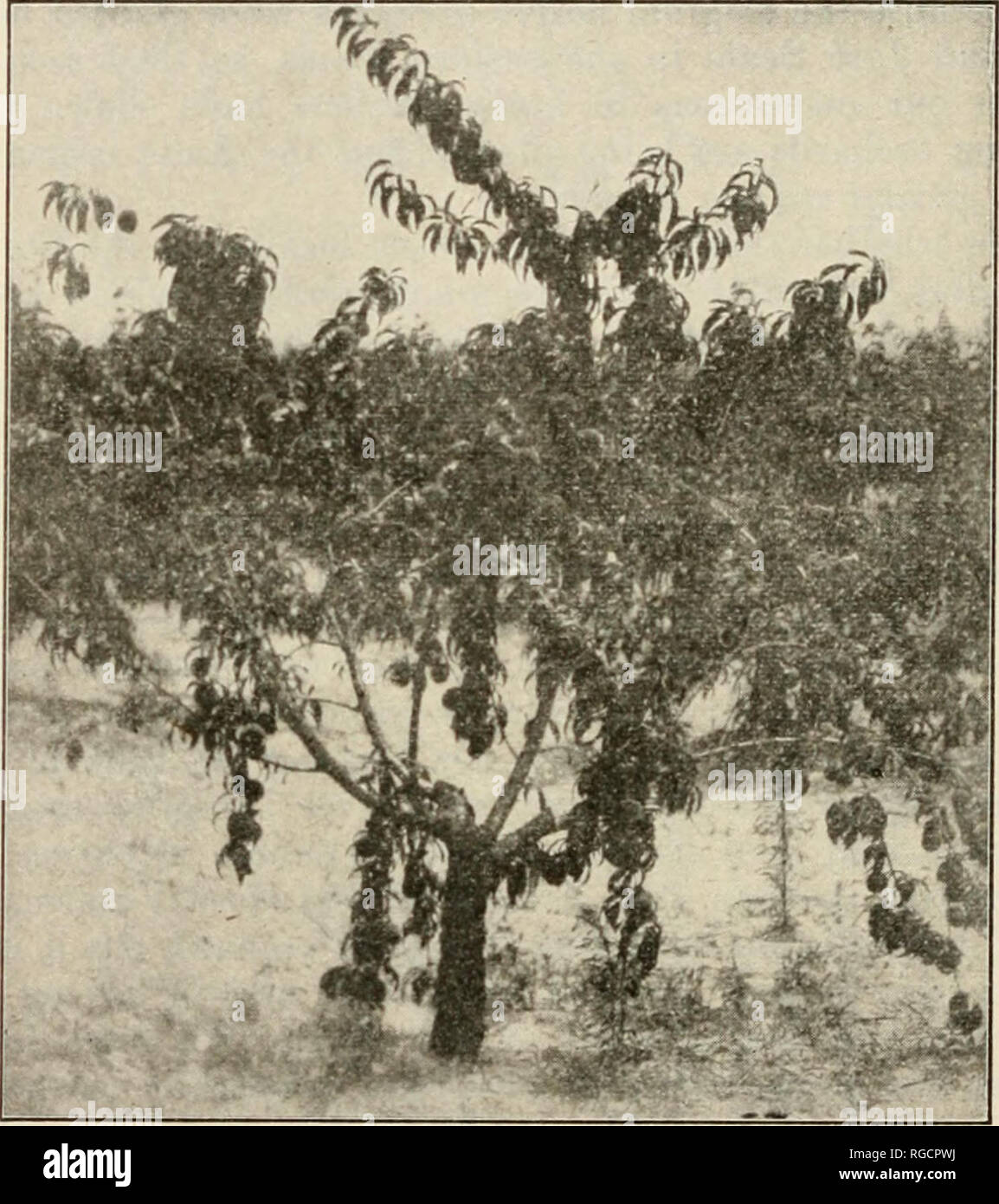 Pinhead size hi-res stock photography and images - Alamy