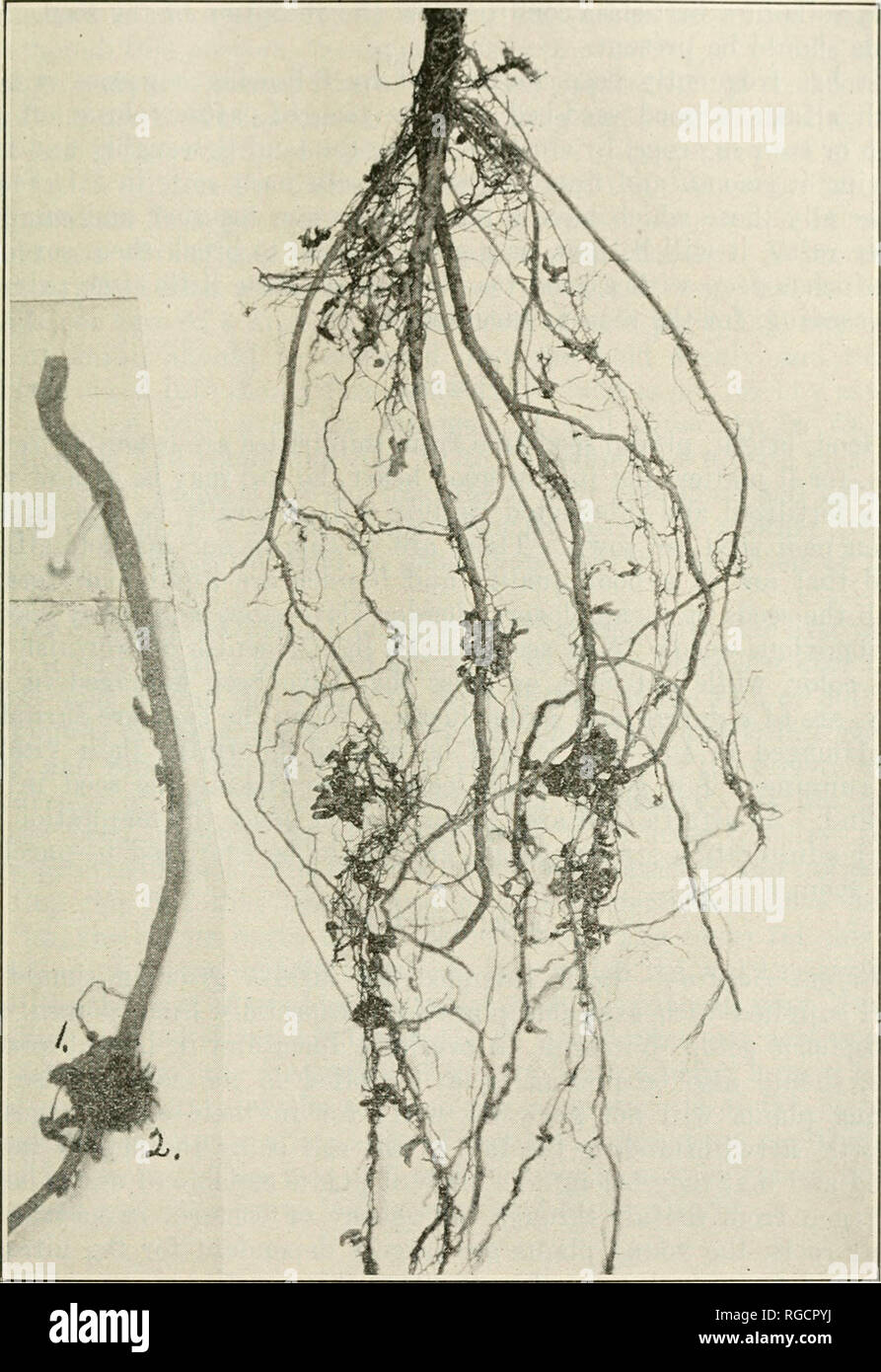 Alfalfa root nodules hi-res stock photography and images - Alamy