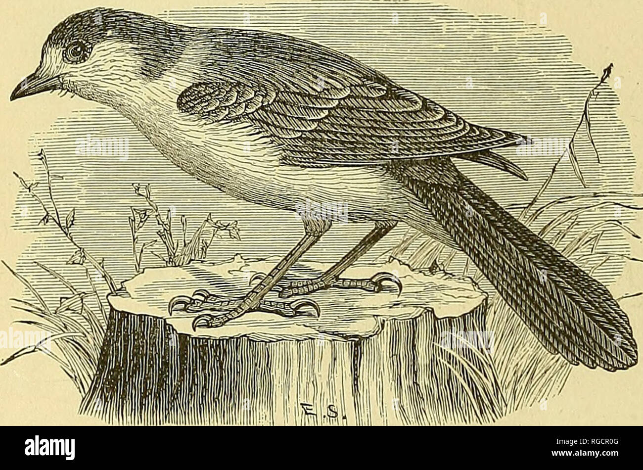 George nuttall hi-res stock photography and images - Alamy