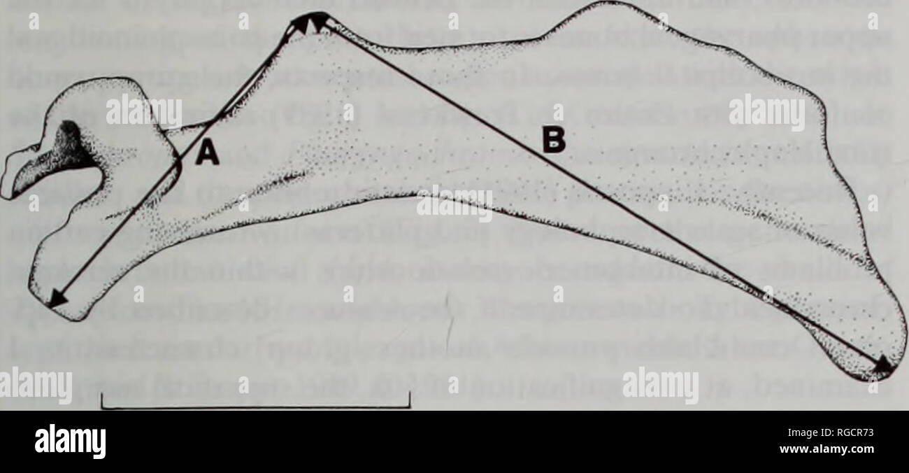 . Bulletin of the Natural History Museum Zoology. THE SERRANOCHROMINE ...